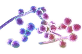 Kandida kod žena | Miter